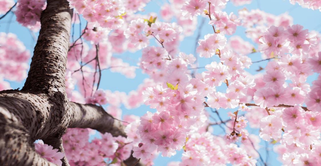 6 poemas de la primavera que debes leer al menos una vez