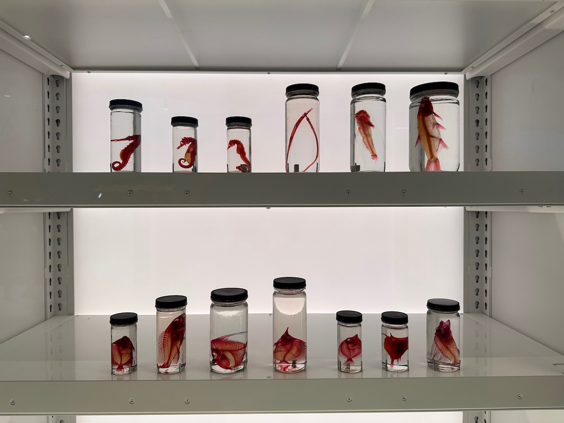 Conoce el Centro Richard Gilder, el nuevo museo de Nueva York