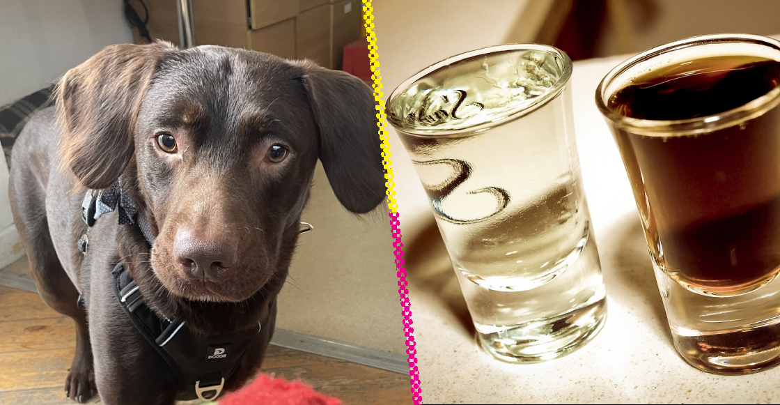 La historia de Coco, perrito que fue rescatado de su adicción al alcohol