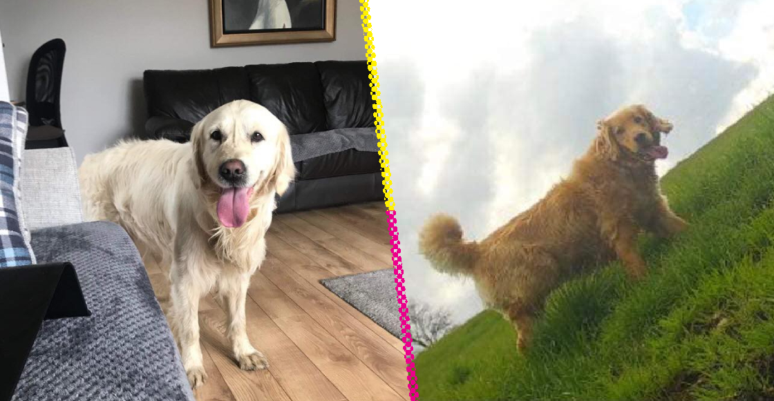 Lealtad pura: Perrito adoptado escapa de su nueva casa y viaja 60 km ...