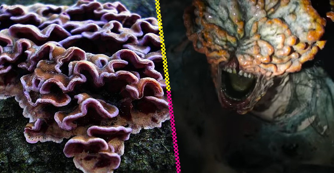 Reportan el primer humano infectado con hongo que mata plantas