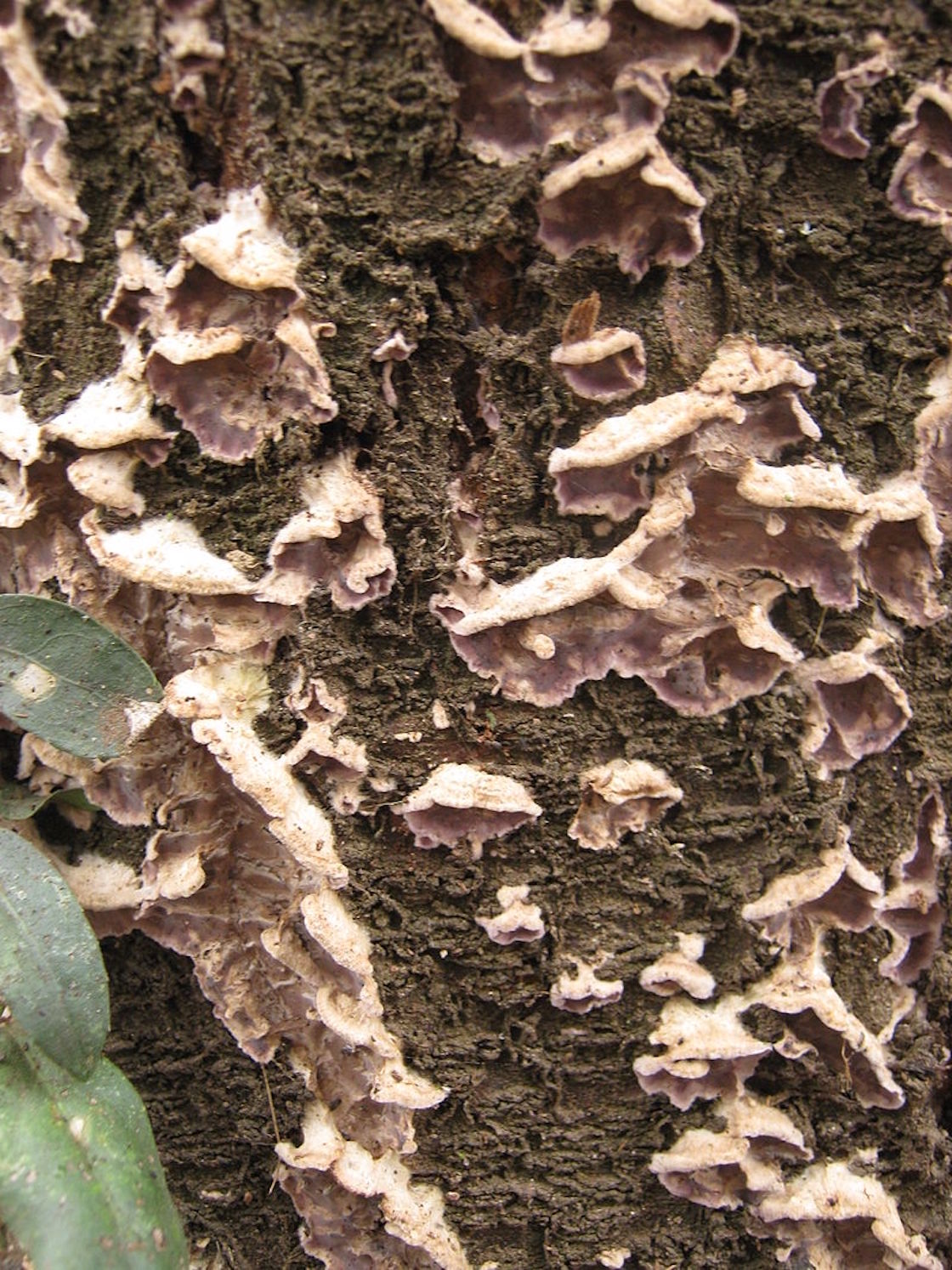 Reportan el primer humano infectado con hongo que mata plantas