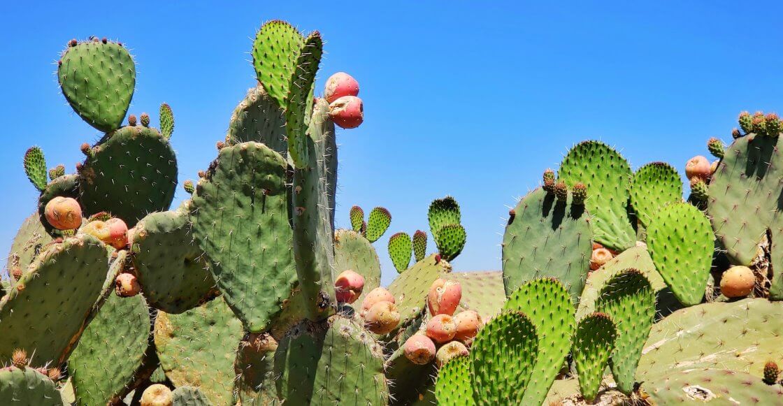 el nopal purifica el agua