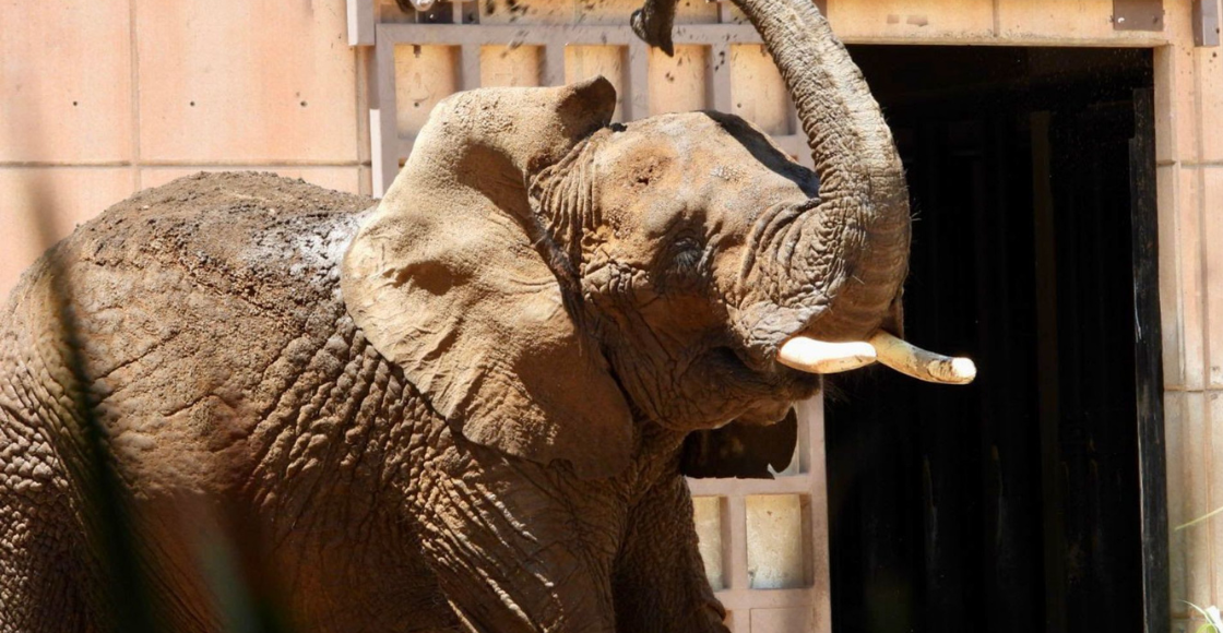 La historia de Ely, la elefanta más triste del Zoológico de San Juan de ...