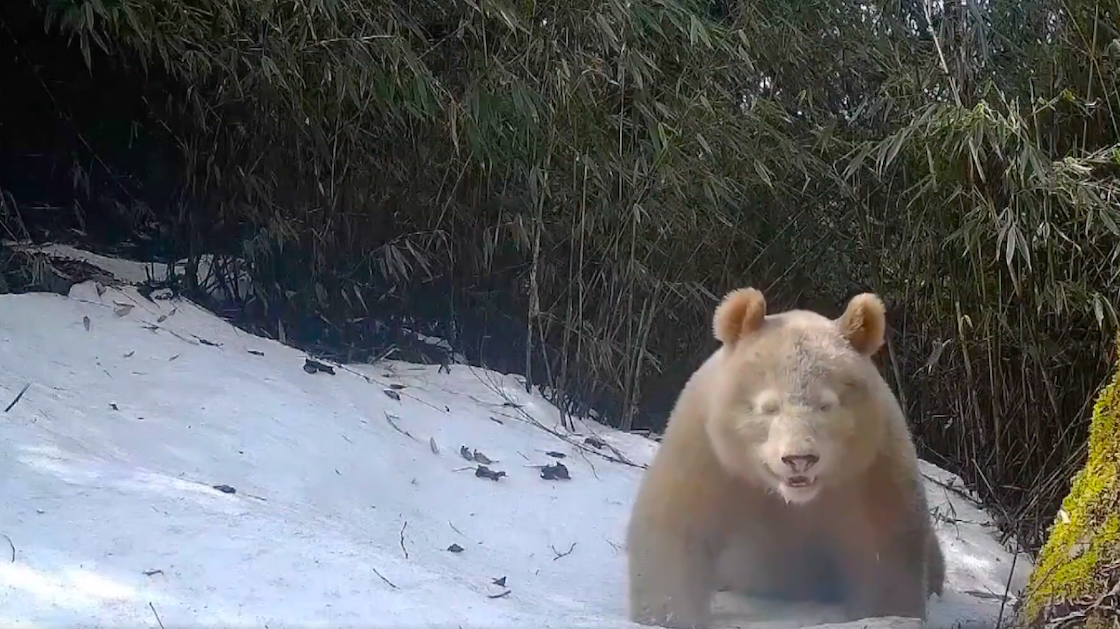 Graban a un panda totalmente blanco y este es el video