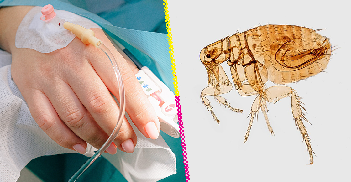 ¿Qué es la Rickettsia y por qué debe importarte esta enfermedad?