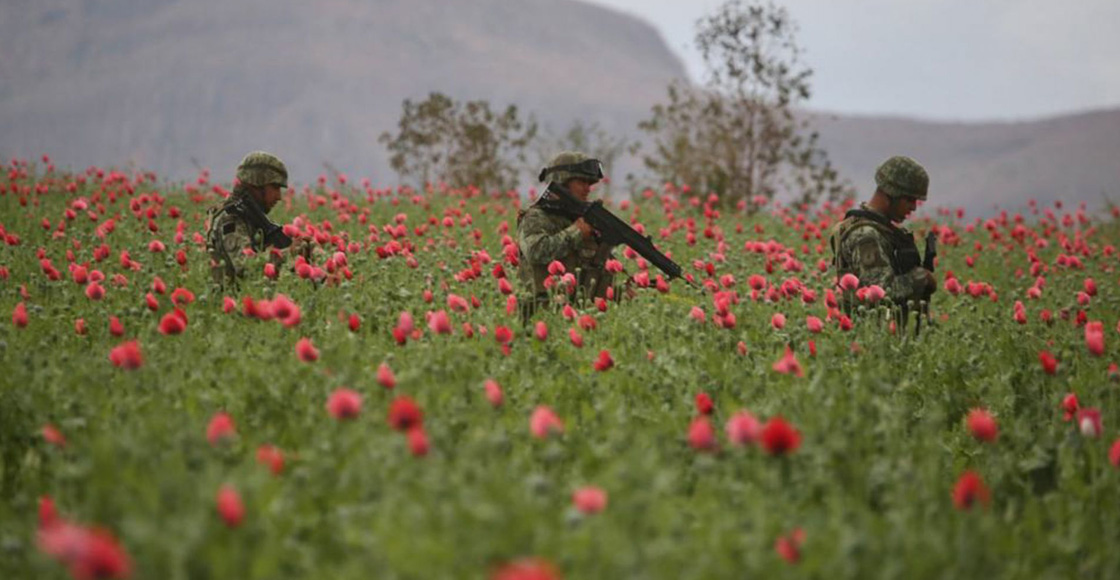 México gana medalla de bronce… en producción de opio mundial