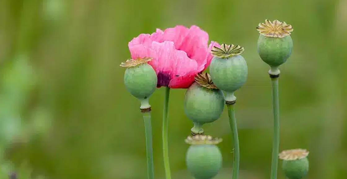 México gana medalla de bronce… en producción de opio mundial