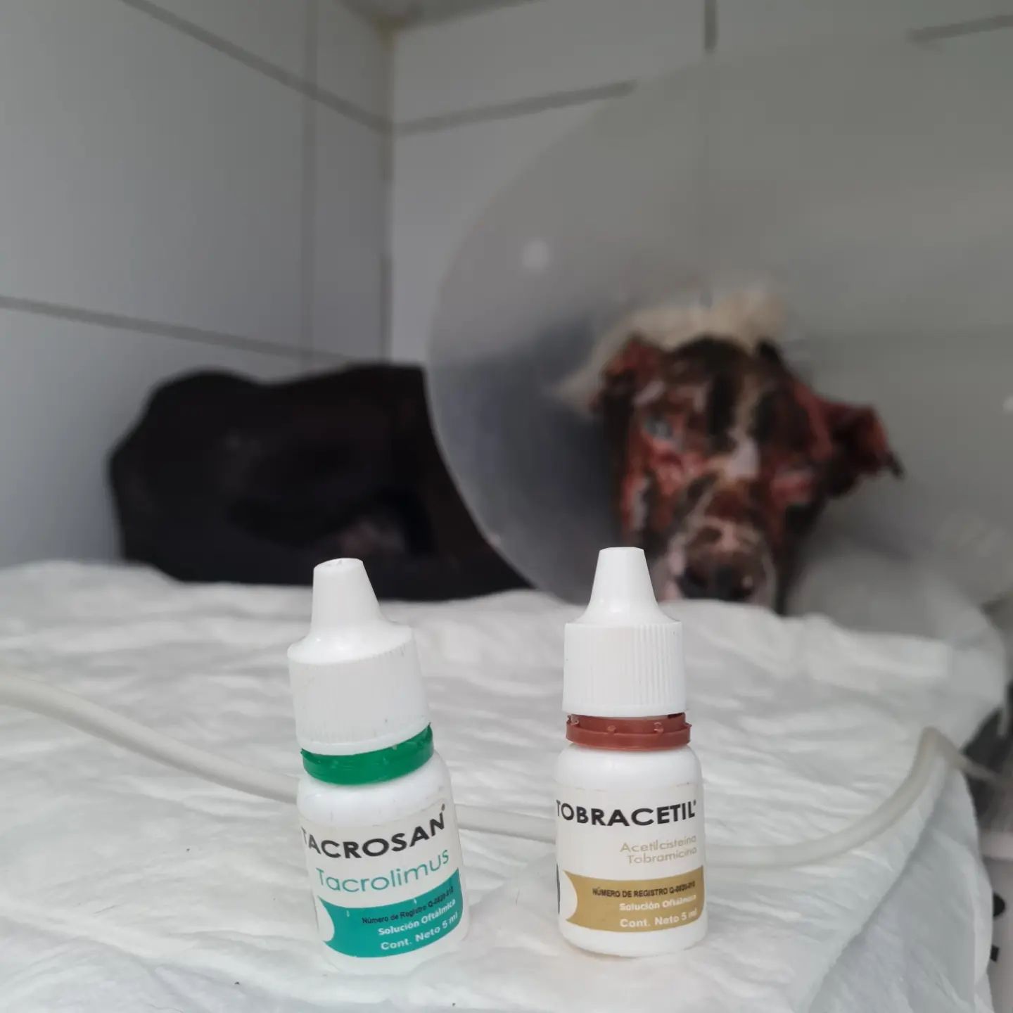 Detienen a dos mujeres que quemaron la cabeza de un perrito por comerse ...