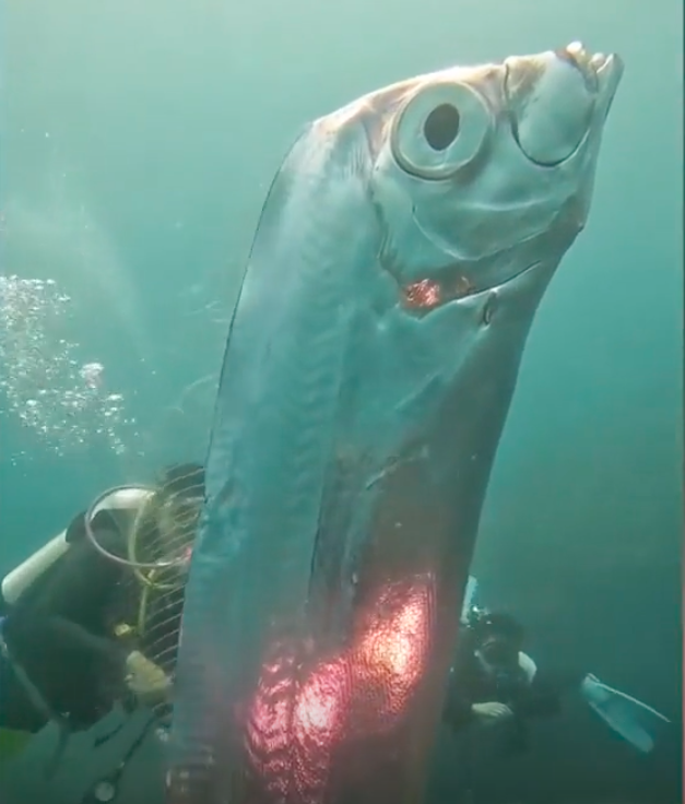 Pez remo es avistado en costas de Taiwán y claro que hay temores… ¿por?