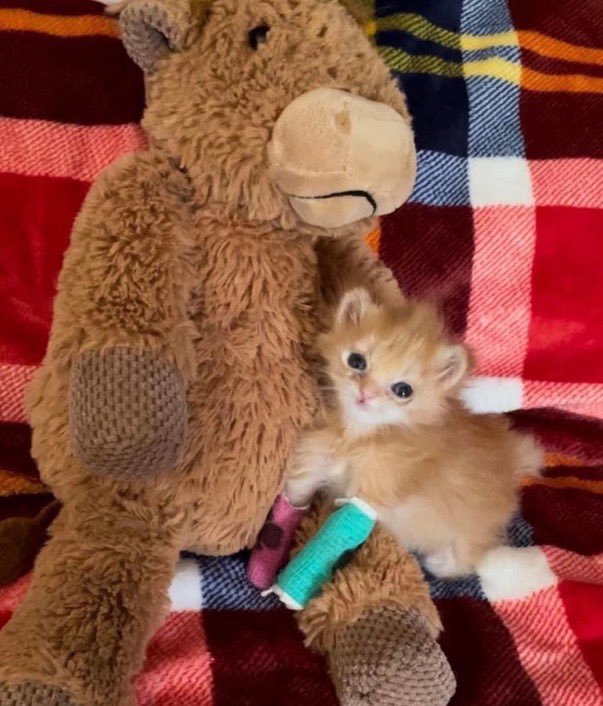 Noooooo: Murió Tater Tot, el gatito enyesado que se hizo viral