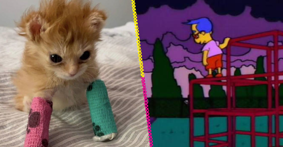 Noooooo: Murió Tater Tot, el gatito enyesado que se hizo viral