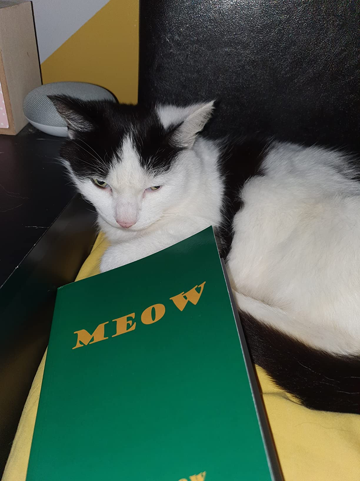 Meow: El libro para gatos escrito por... ¿un gato?