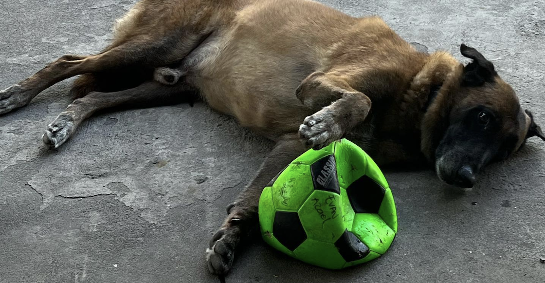 Rex, el perro rescatista del 19S que está enfermo y necesita tu ayuda