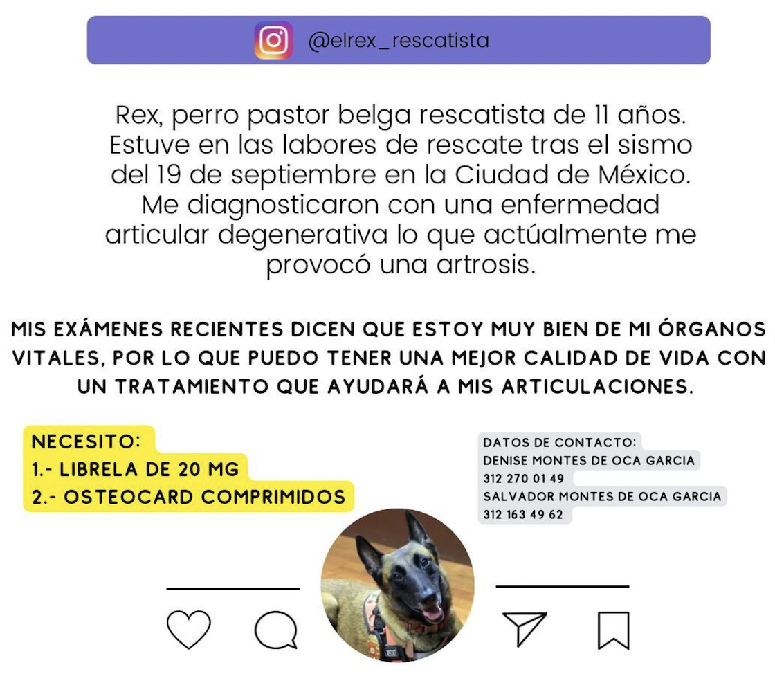 Rex, el perro rescatista del 19S que está enfermo y necesita tu ayuda