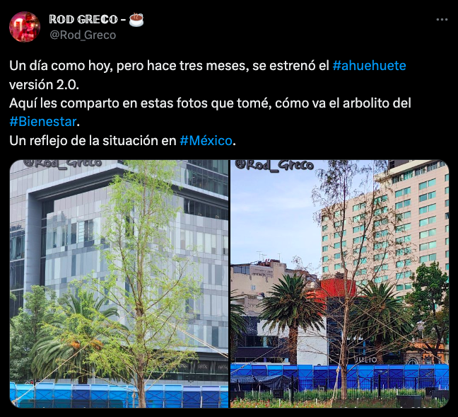 Va a suceder otra vez: Segundo ahuehuete de Reforma podría tener sus ...