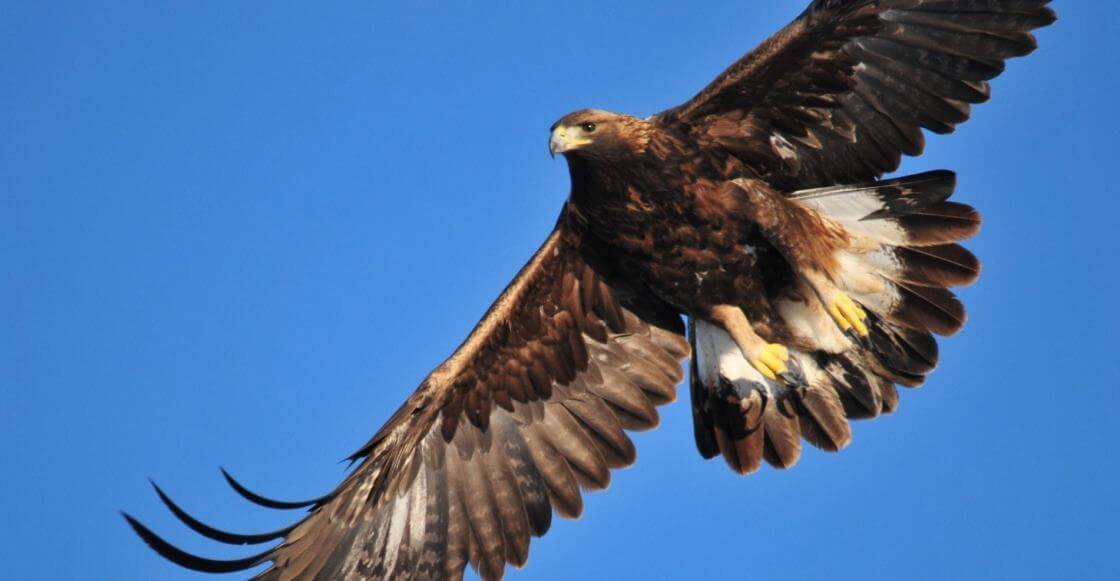 Breve glosario de águilas mexicanas