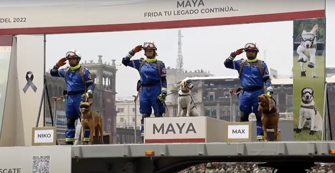 "Frida, tu legado continúa": Ella es Maya, la perrita que está ...