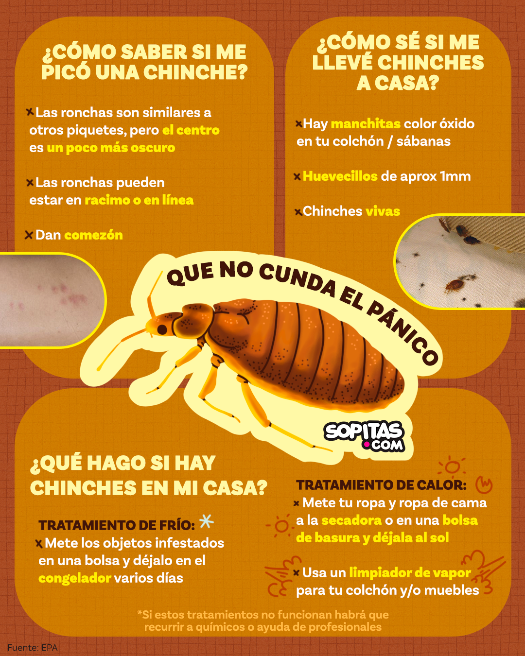 ¿Cómo saber si hay chinches en mi casa y qué puedo hacer?