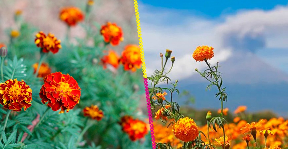Cempasúchil, la flor de los 20 pétalos y las infinitas historias