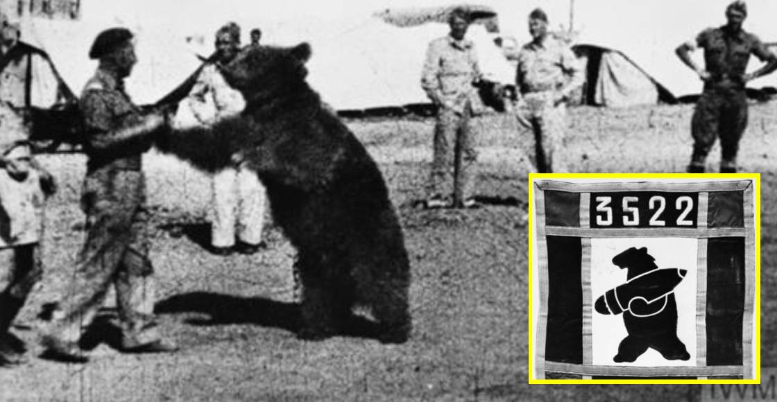 La historia de Wojtek, el oso soldado que 'peleó' en la Segunda Guerra ...