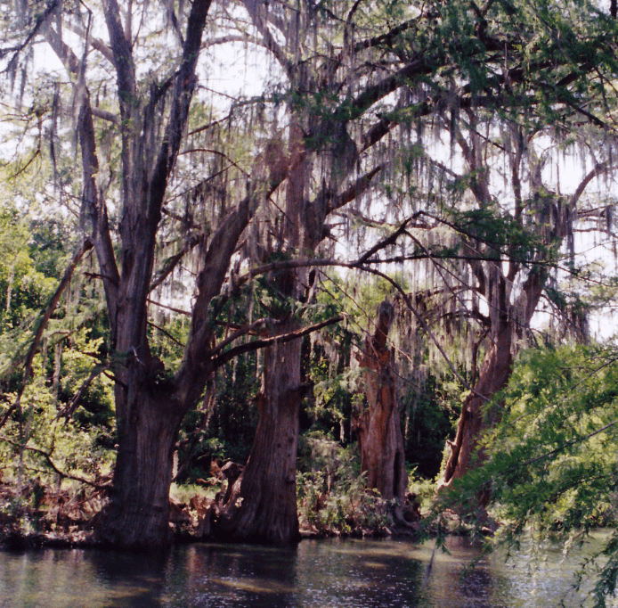 Guía para ver los 6 árboles más comunes de la CDMX