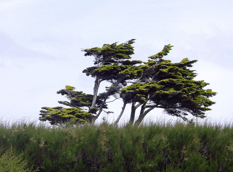 Guía para ver los 6 árboles más comunes de la CDMX