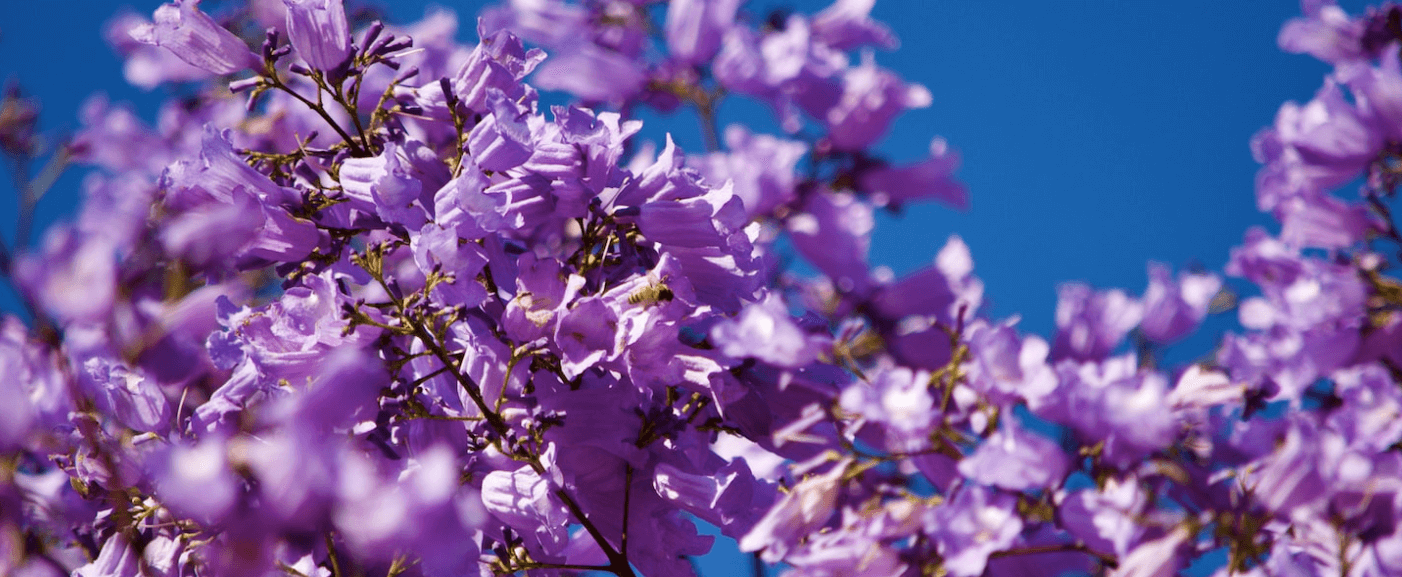 Guía para ver los 6 árboles más comunes de la CDMX