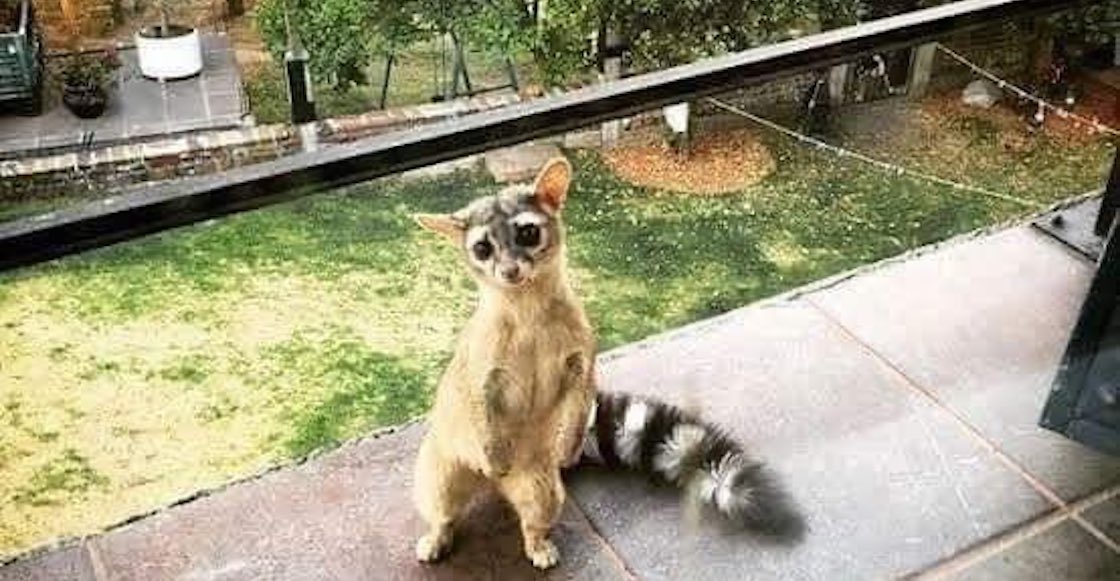 ¿El cacomixtle es peligroso? Esto puedes hacer si ves uno - Lado.mx