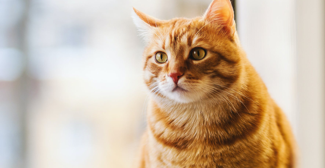 ¿Sabías que tu gato tiene más de 200 expresiones faciales?
