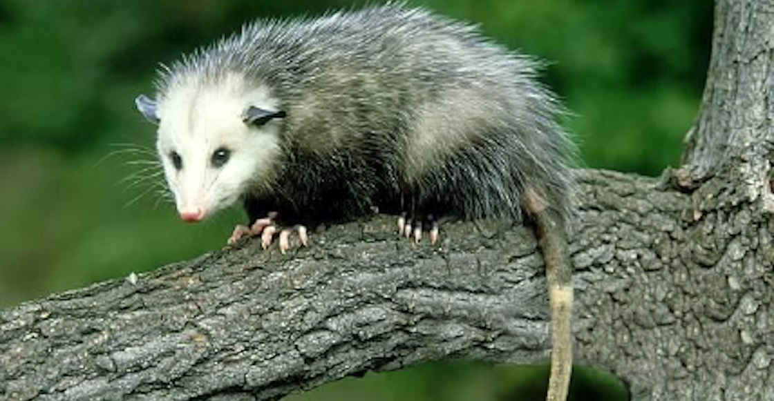 La leyenda mexicana de cómo un tlacuache trajo el fuego a los humanos