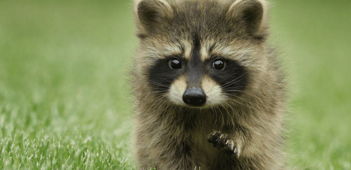 Los tres mapaches pintores que son la sensación en redes