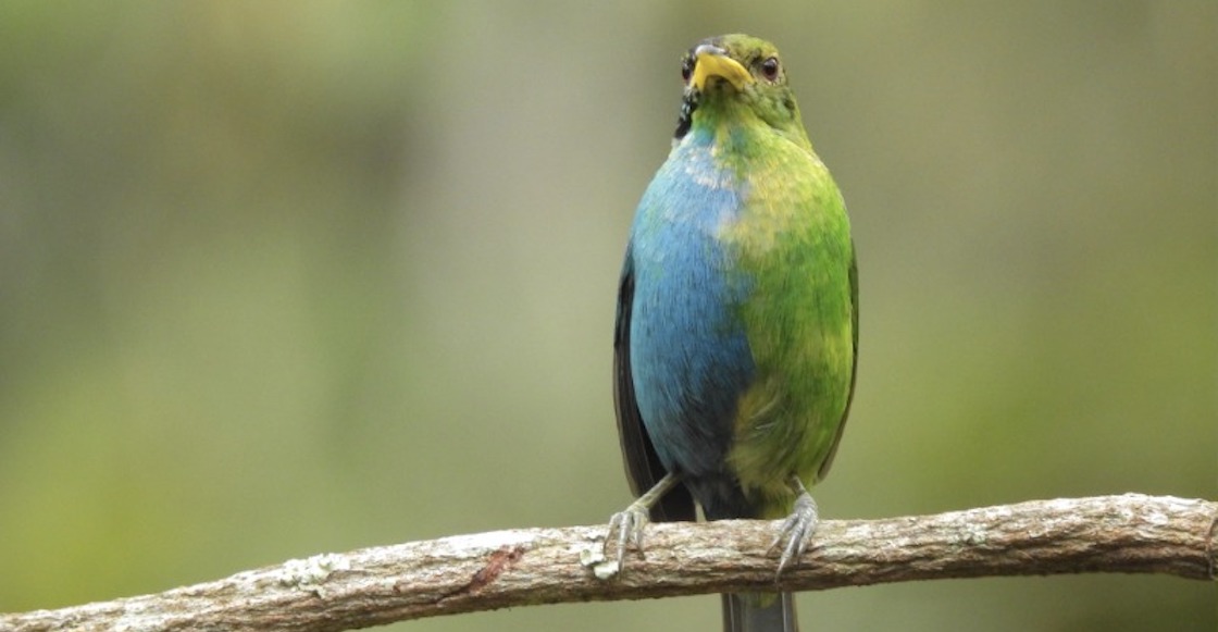 Un pájaro mitad macho y mitad hembra aparece en Colombia