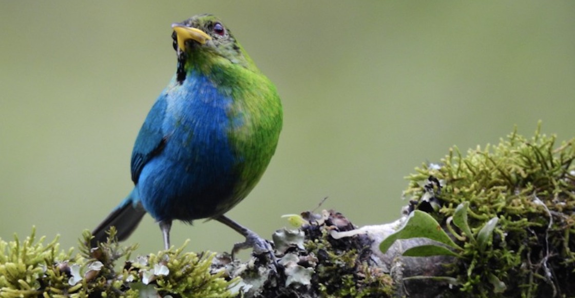 Un pájaro mitad macho y mitad hembra aparece en Colombia