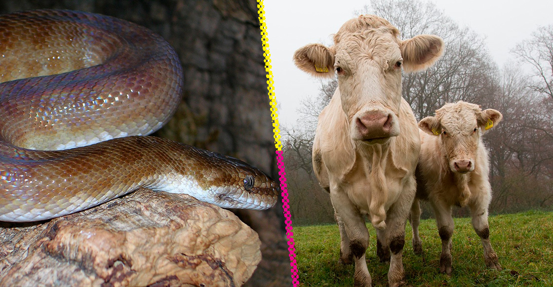4 razones por las que comer carne de serpiente sería mejor que la de ...
