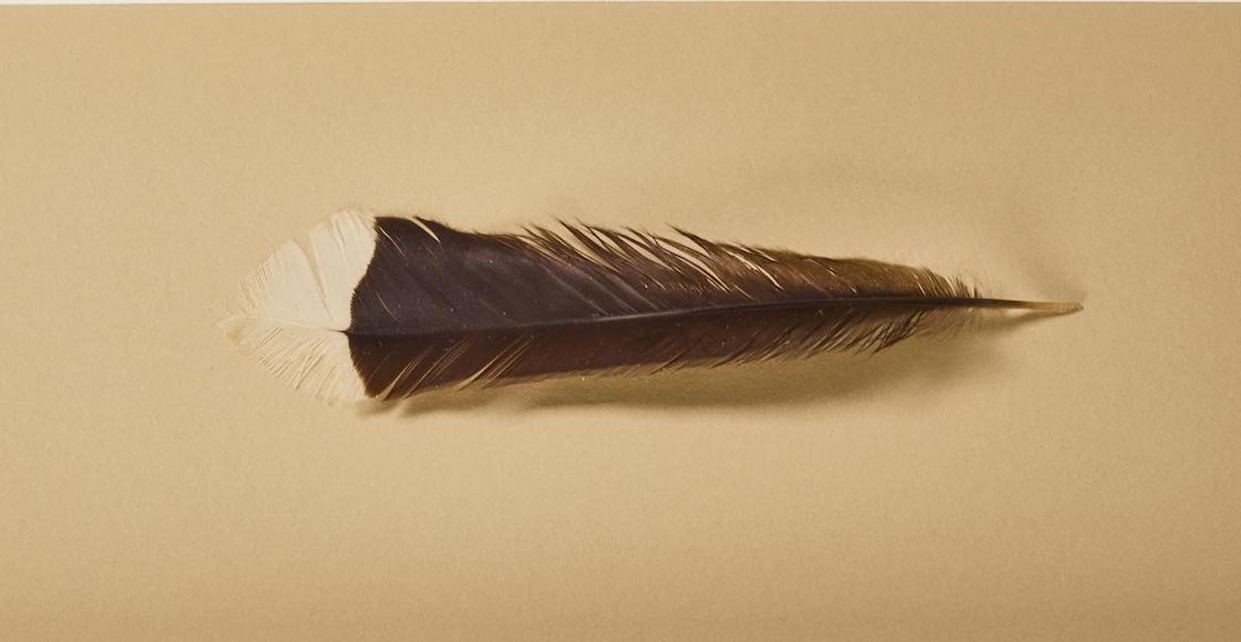 Pluma de ave extinta es subastada en Nueva Zelanda por más de 28,000 ...