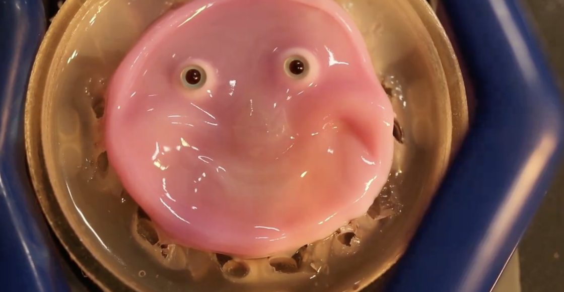 Crearon una cara de robot sonriente con piel humana... ¿cómo se des-ve ...