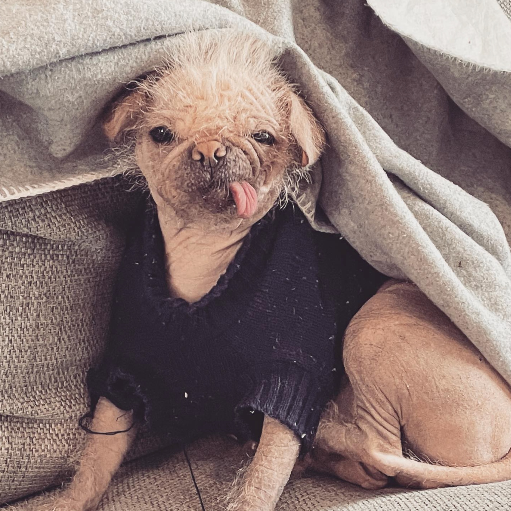 Peggy: La historia de la perrita "más fea del Reino Unido" que Ryan ...