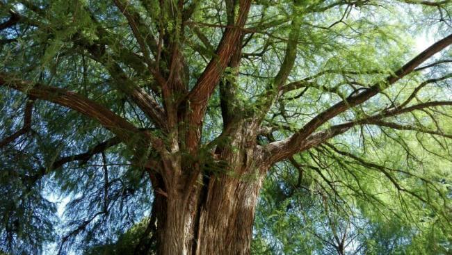 Atlas de los árboles más antiguos de México