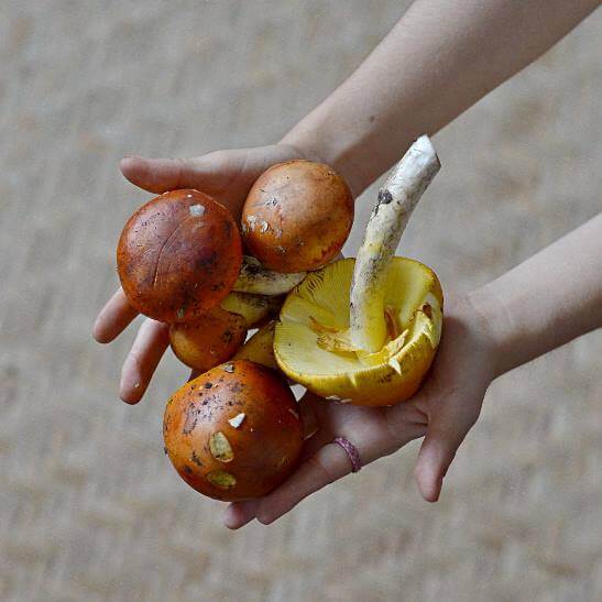Estos son los hongos más comunes y raros que se pueden recolectar en la ...