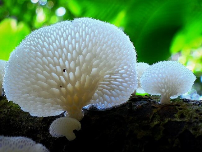 Estos son los hongos más comunes y raros que se pueden recolectar en la ...