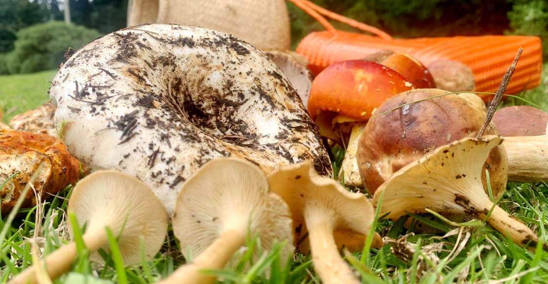 Estos son los hongos más comunes y raros que se pueden recolectar en la ...