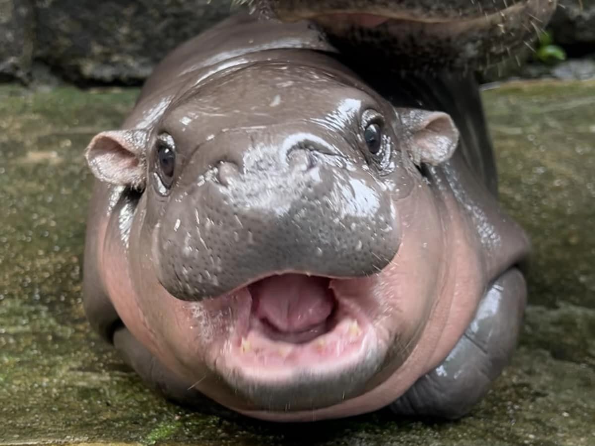 Moo Deng, la bebé hipopótamo pigmeo que es la nueva sensación de internet