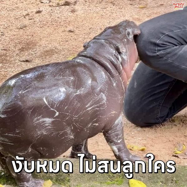 Moo Deng, la bebé hipopótamo pigmeo que es la nueva sensación de internet