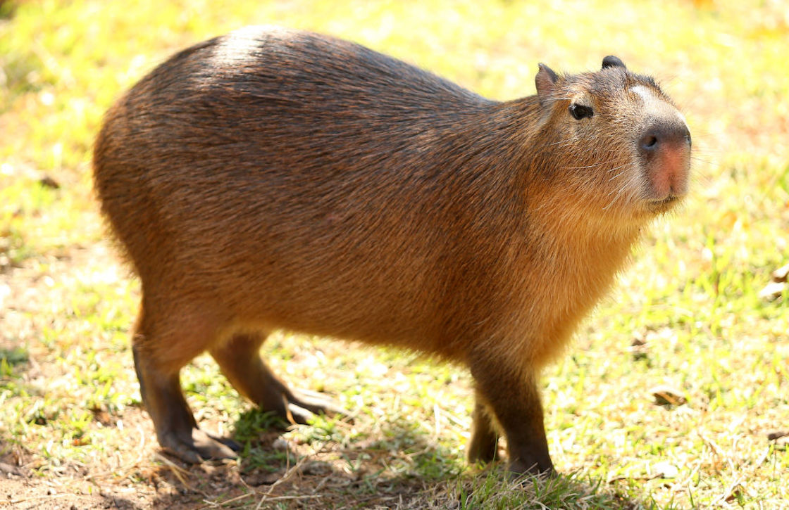 10 datos de los capibaras y dónde encontrarlos en CDMX