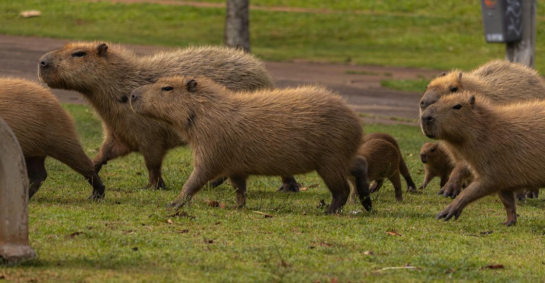 10 datos de los capibaras y dónde encontrarlos en CDMX