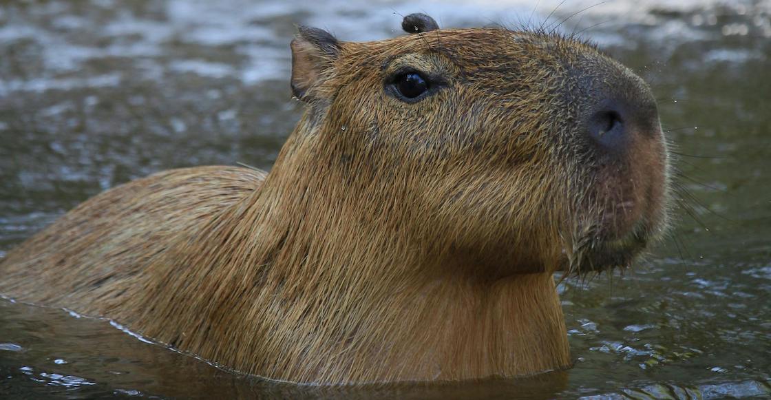 10 datos de los capibaras y dónde encontrarlos en CDMX