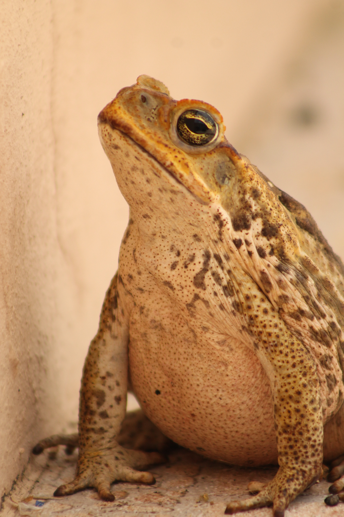 Sapo concho, la especie en extinción de la que habla Bad Bunny