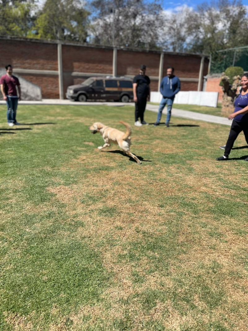 Visitamos una escuela de perros guía en México: No son mascotas y todo ...