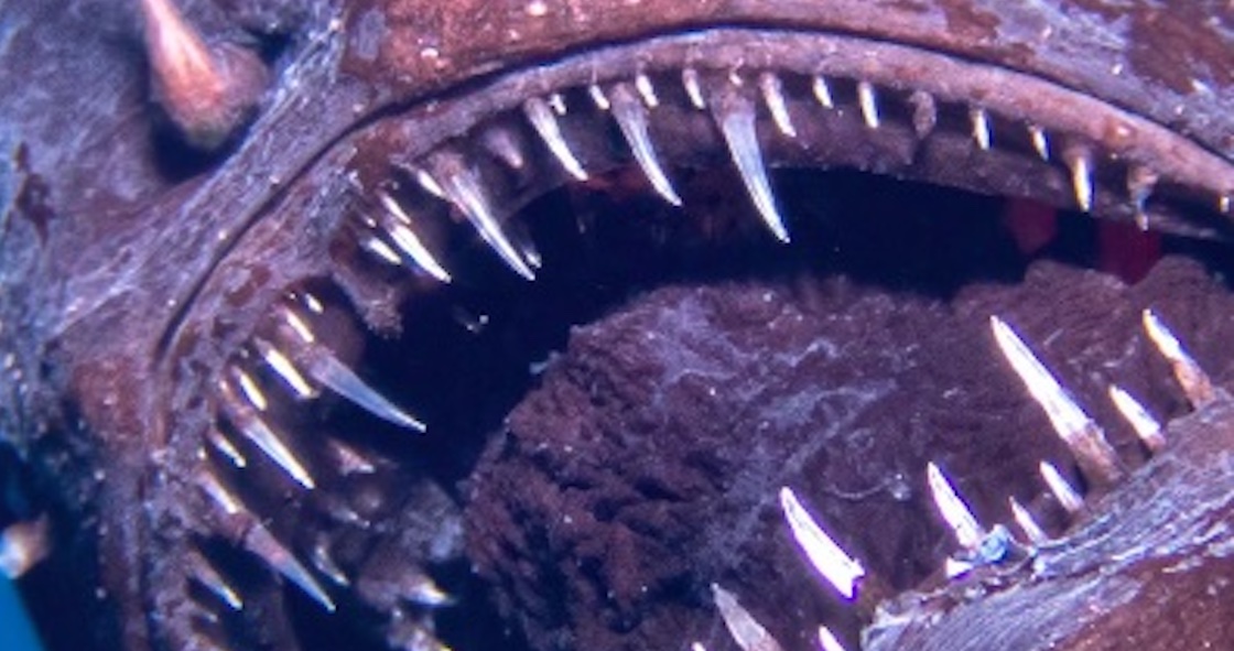 Captan al legendario pez diablo negro por primera vez en la historia